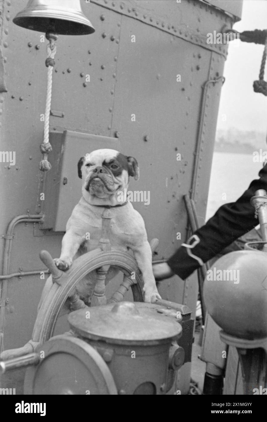 A NAVAL MASCOT ABOARD THE BRITISH DESTROYER VANSITTART. 1941. - The ...