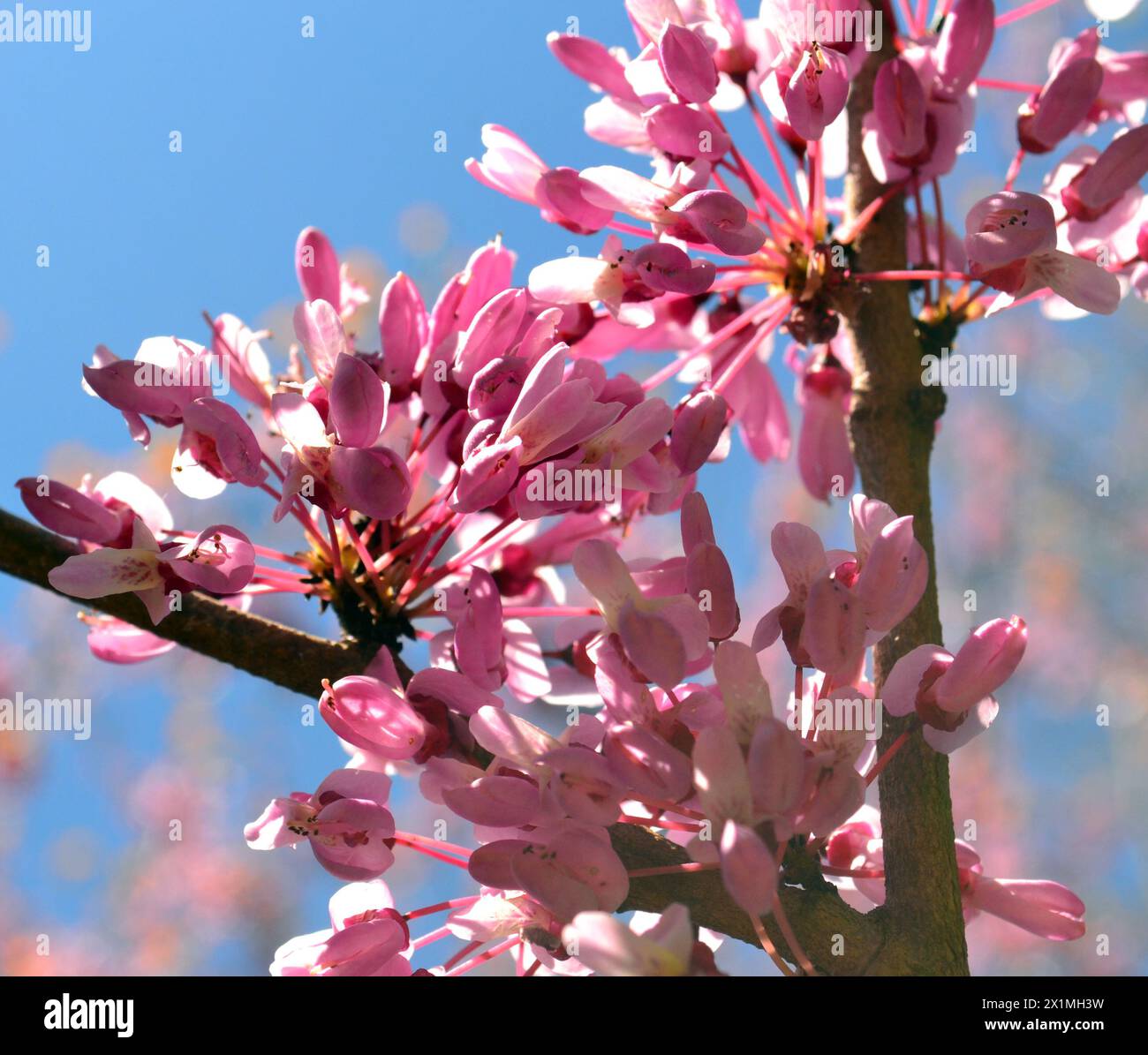 Love_tree hi-res stock photography and images - Alamy