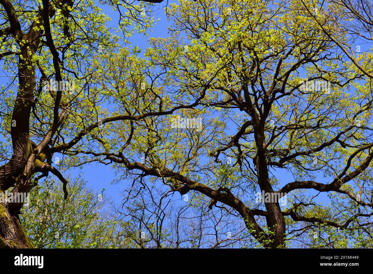 Norway maple trees in springtime Stock Photo - Alamy