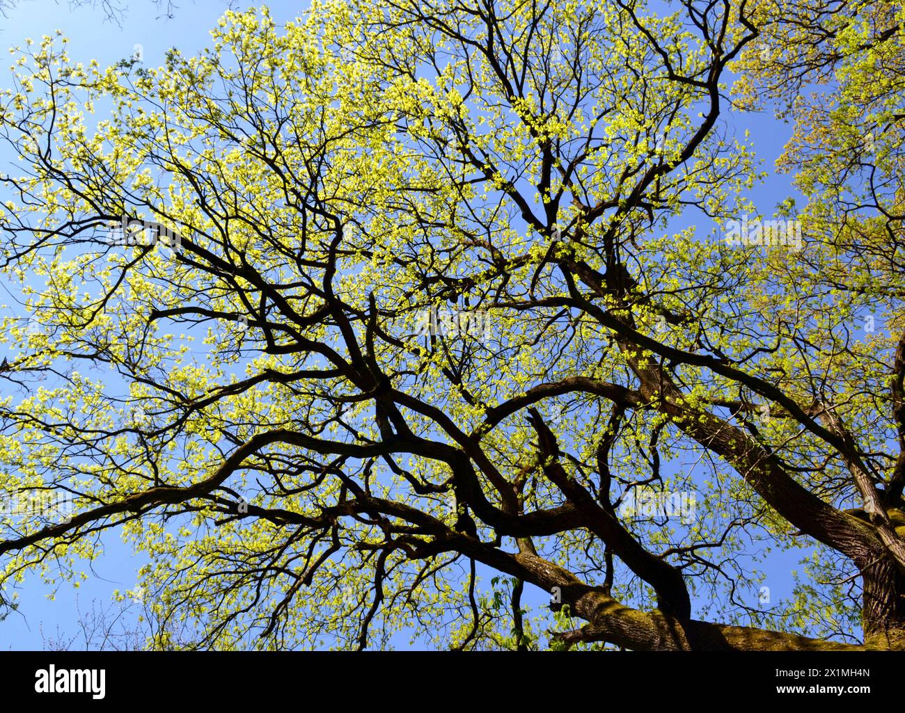 Norway maple tree. Crimson King tree, Bosnian Great maple Stock Photo ...