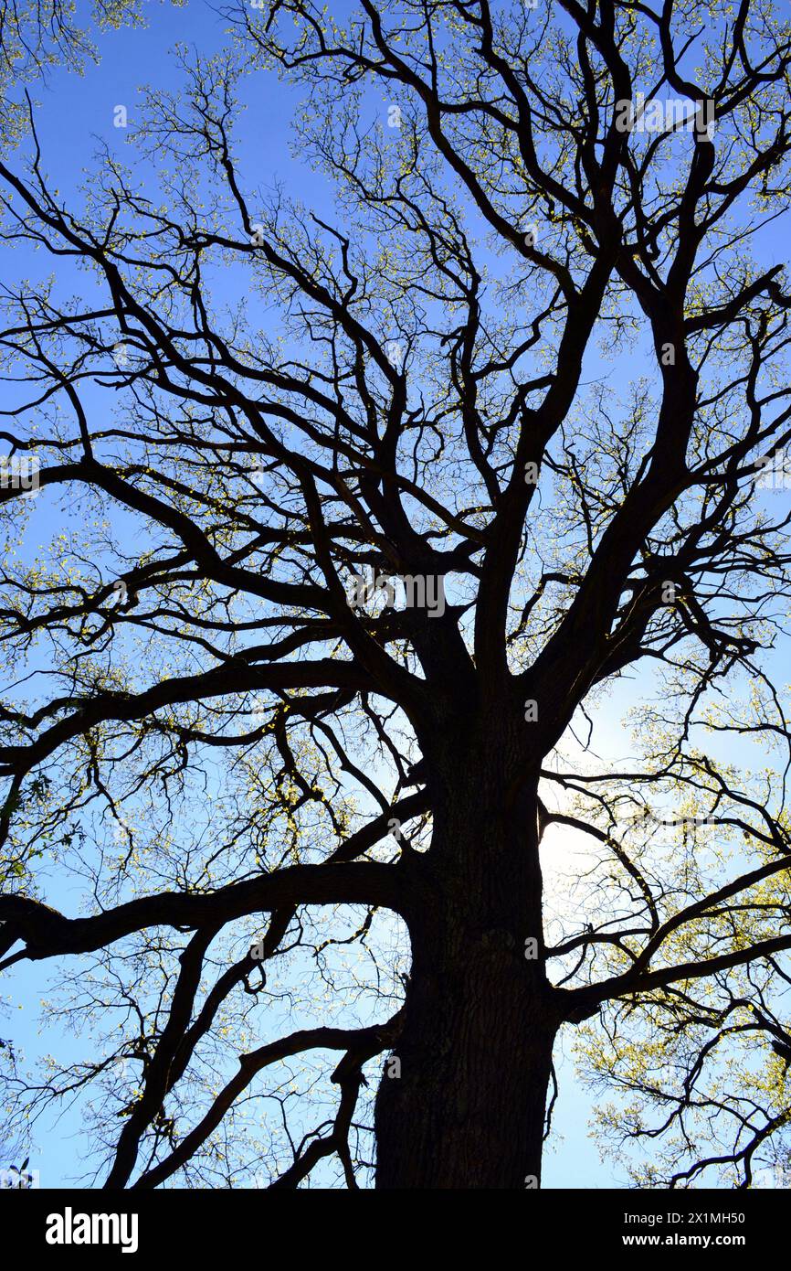Irish oak hi-res stock photography and images - Alamy