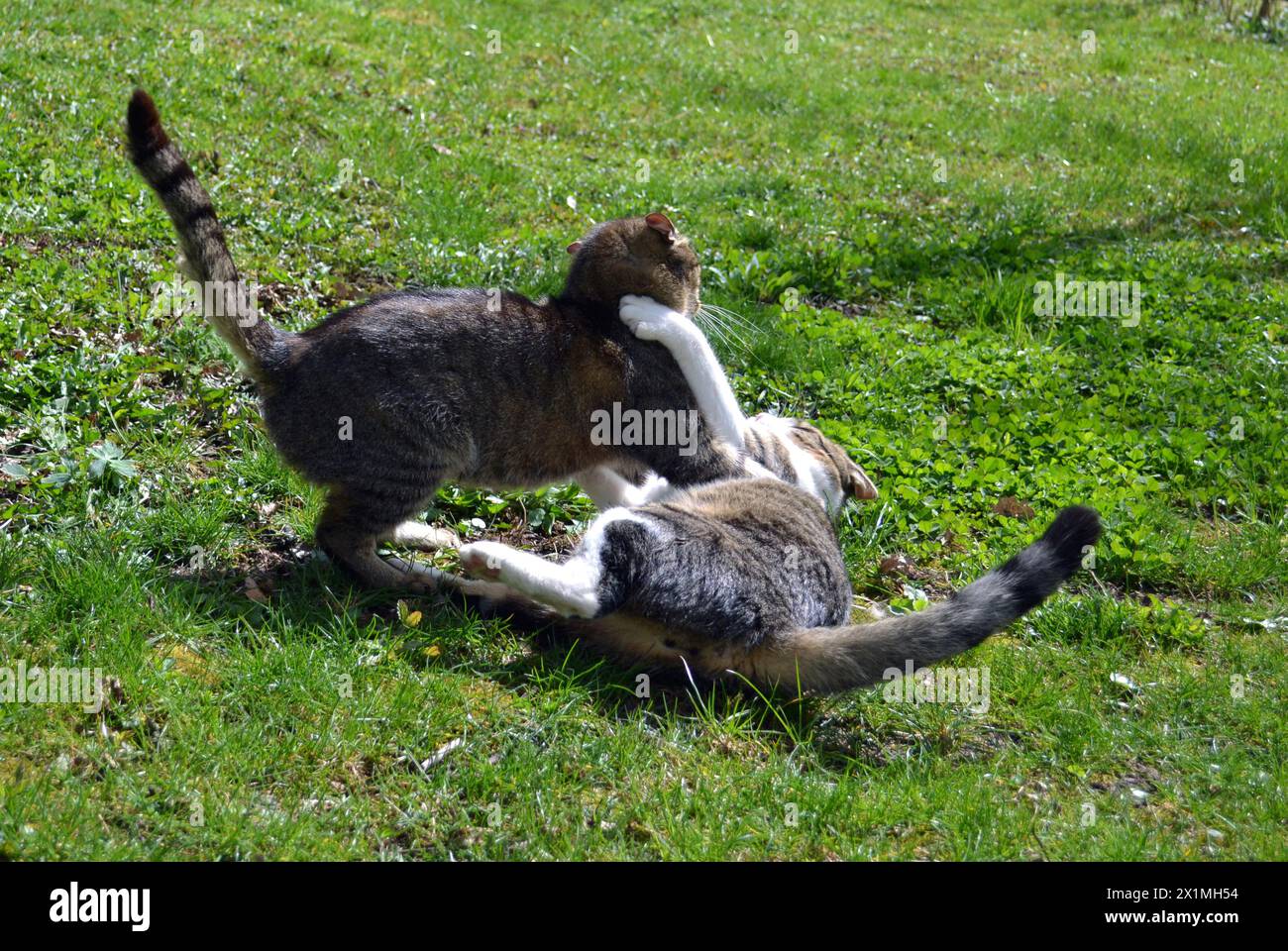 Two cats fighting hi-res stock photography and images - Alamy