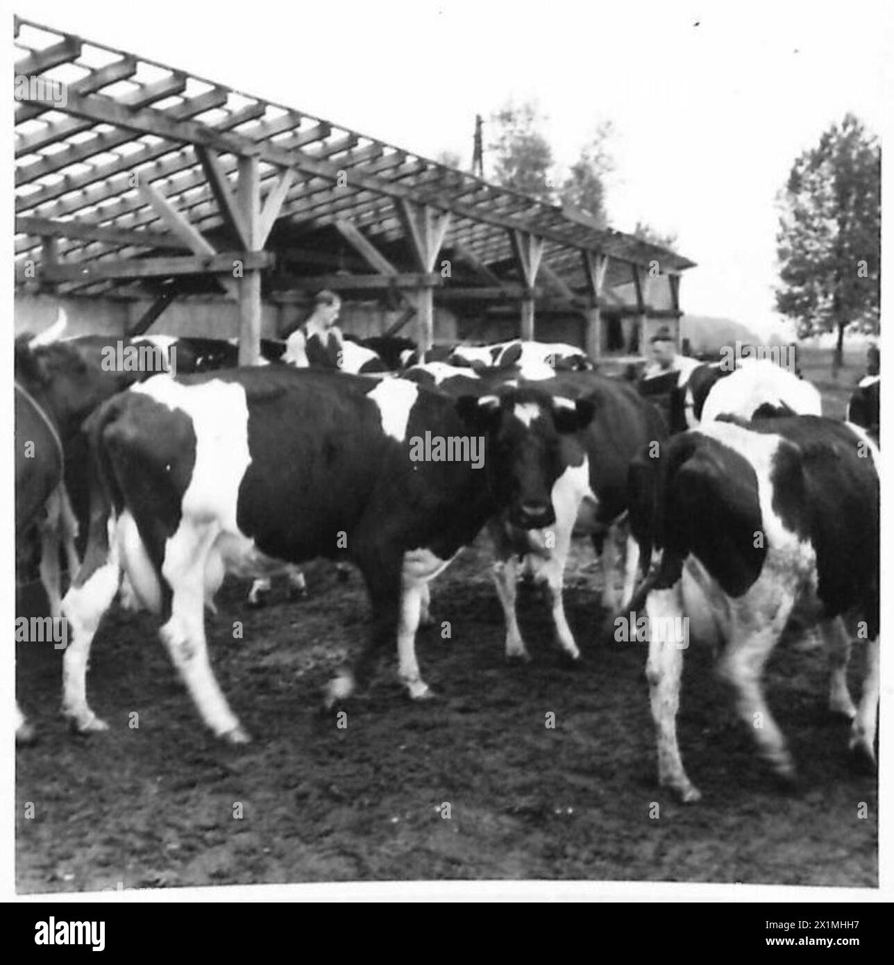 RESTORATION OF FOOD PRODUCTION IN A RHINE AREA IN GERMANY - On one of ...