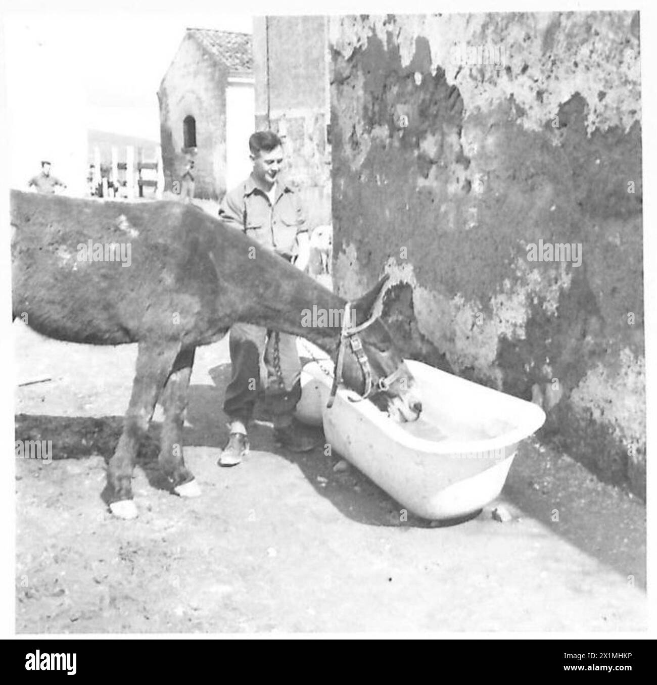 ITALY : FIFTH ARMYKEEPING THE MULES FIT - Mule 99 drinks from an ...