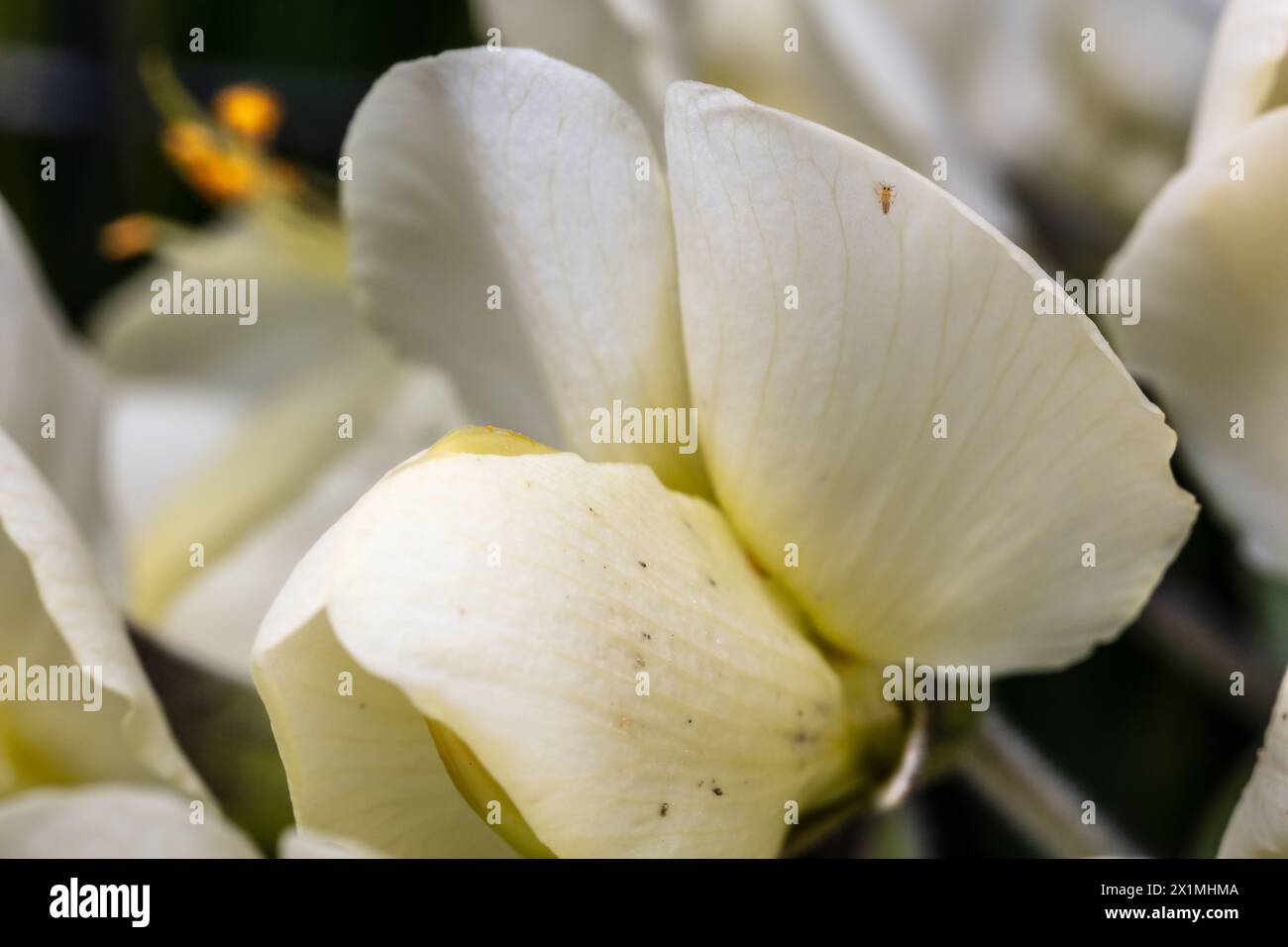 Cream Wild Indigo (Baptisia bracteata Stock Photo - Alamy