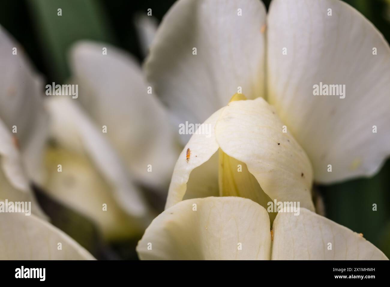Cream Wild Indigo (Baptisia bracteata Stock Photo - Alamy