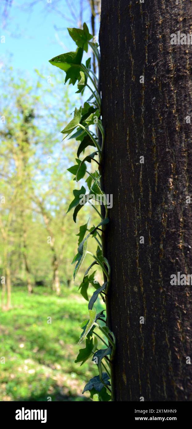 Ivy climbing a tree trunk Stock Photo - Alamy