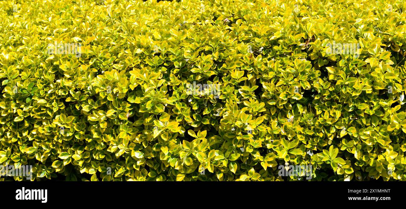 Evergreen spindle background. Golden Japanese Euonymus Stock Photo - Alamy