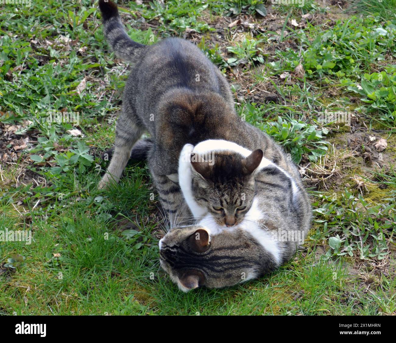 Two cats fighting hi-res stock photography and images - Alamy