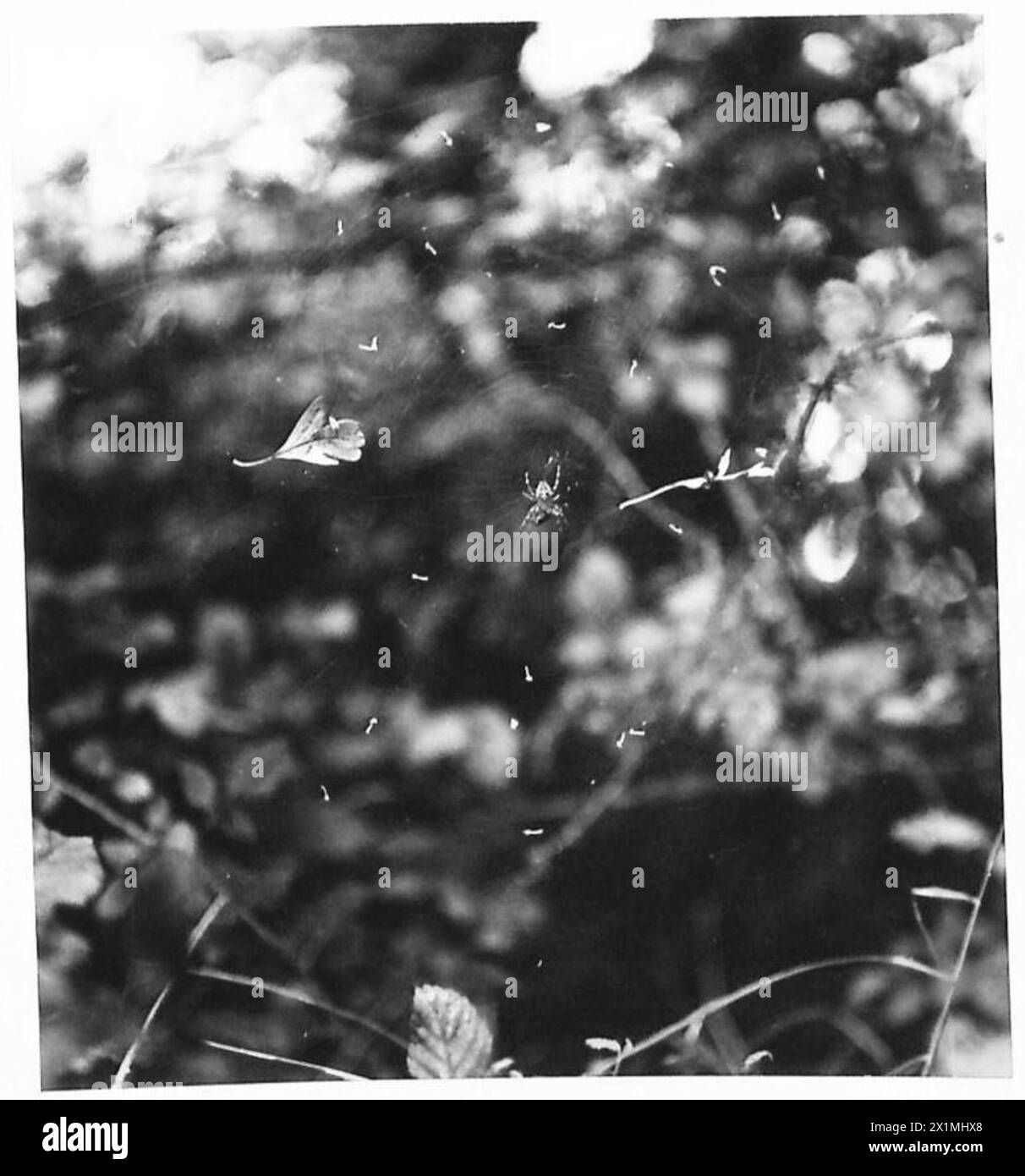 SPIDERS WEB IN USE BY THE ARMY - Spider on web before catching, British ...