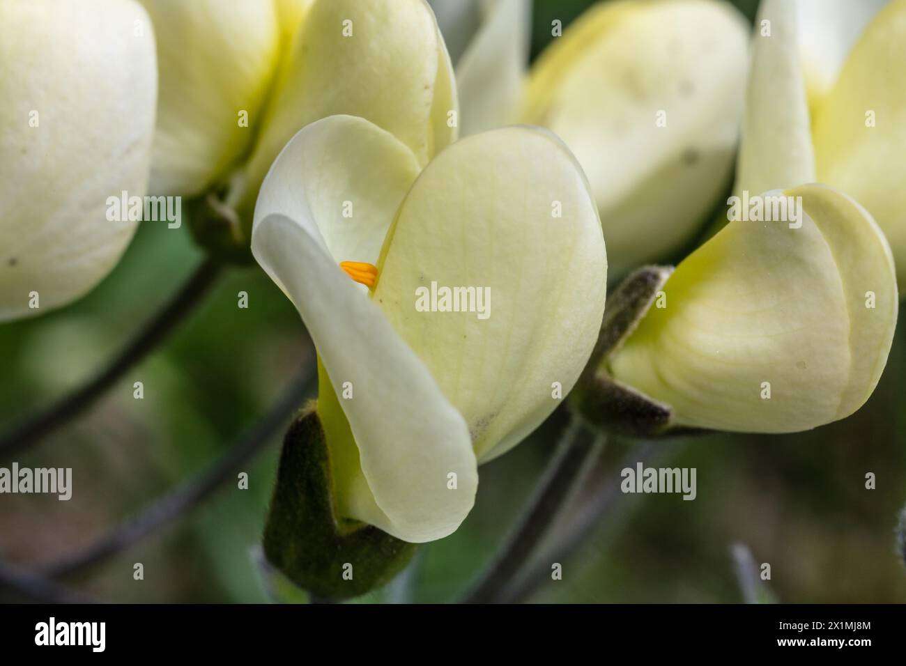 Cream Wild Indigo (Baptisia bracteata Stock Photo - Alamy