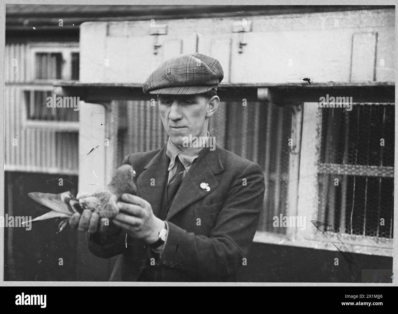 Winkie pigeon hi-res stock photography and images - Alamy