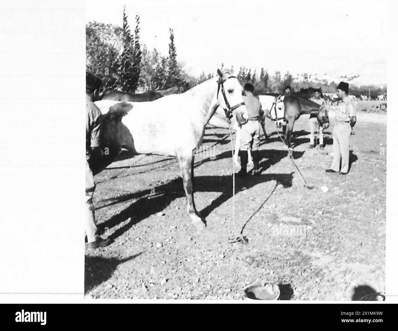 Members of the Transjordan Frontier Force groom and maintain their ...