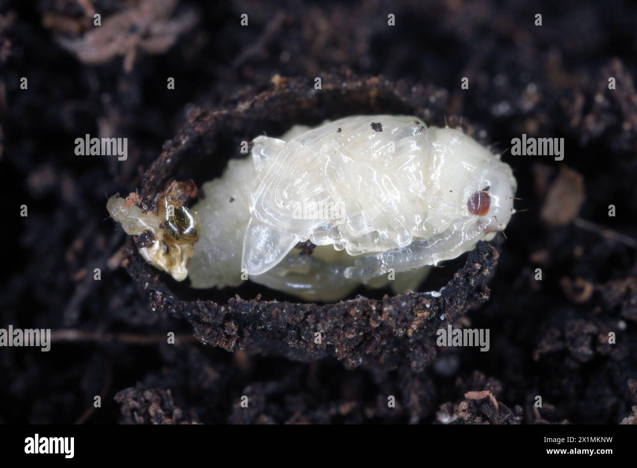 Developmental stage pupal, pupa of cabbage stem weevil called also ...