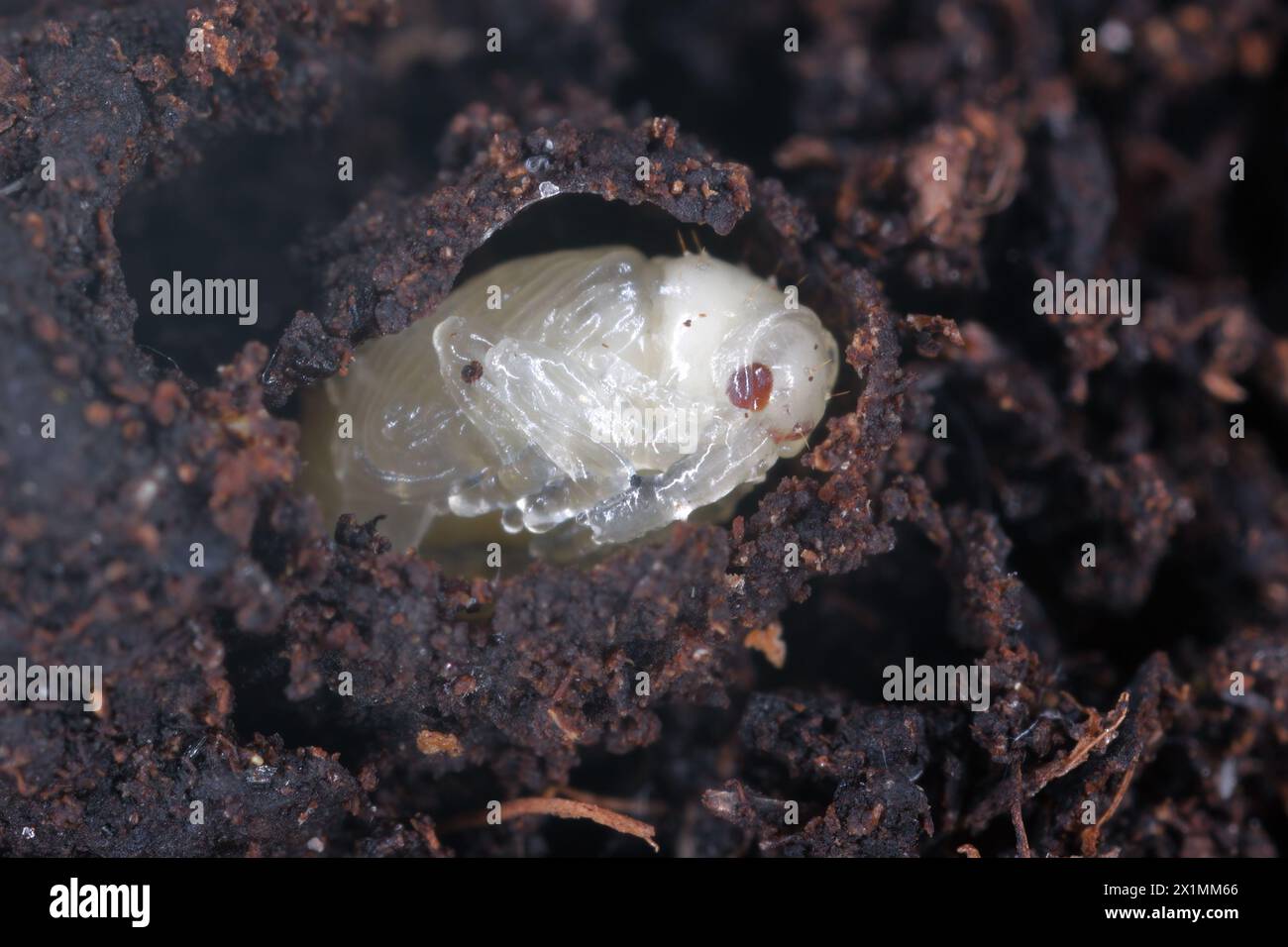 Developmental stage pupal, pupa of cabbage stem weevil called also ...