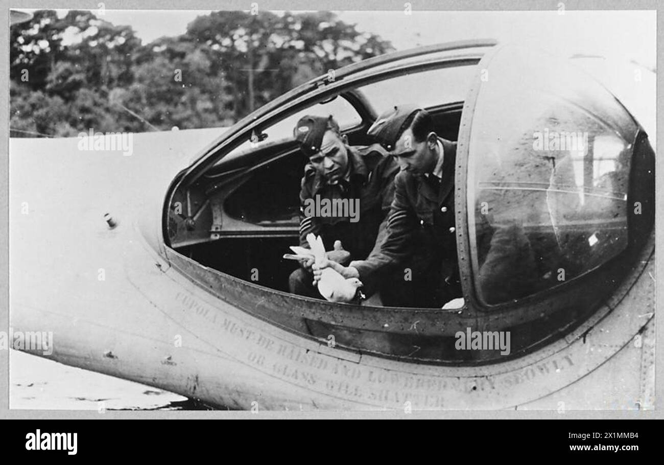 CARRIER PIGEONS IN BATTLE OF THE ATLANTIC - (Picture issued 1942) By ...