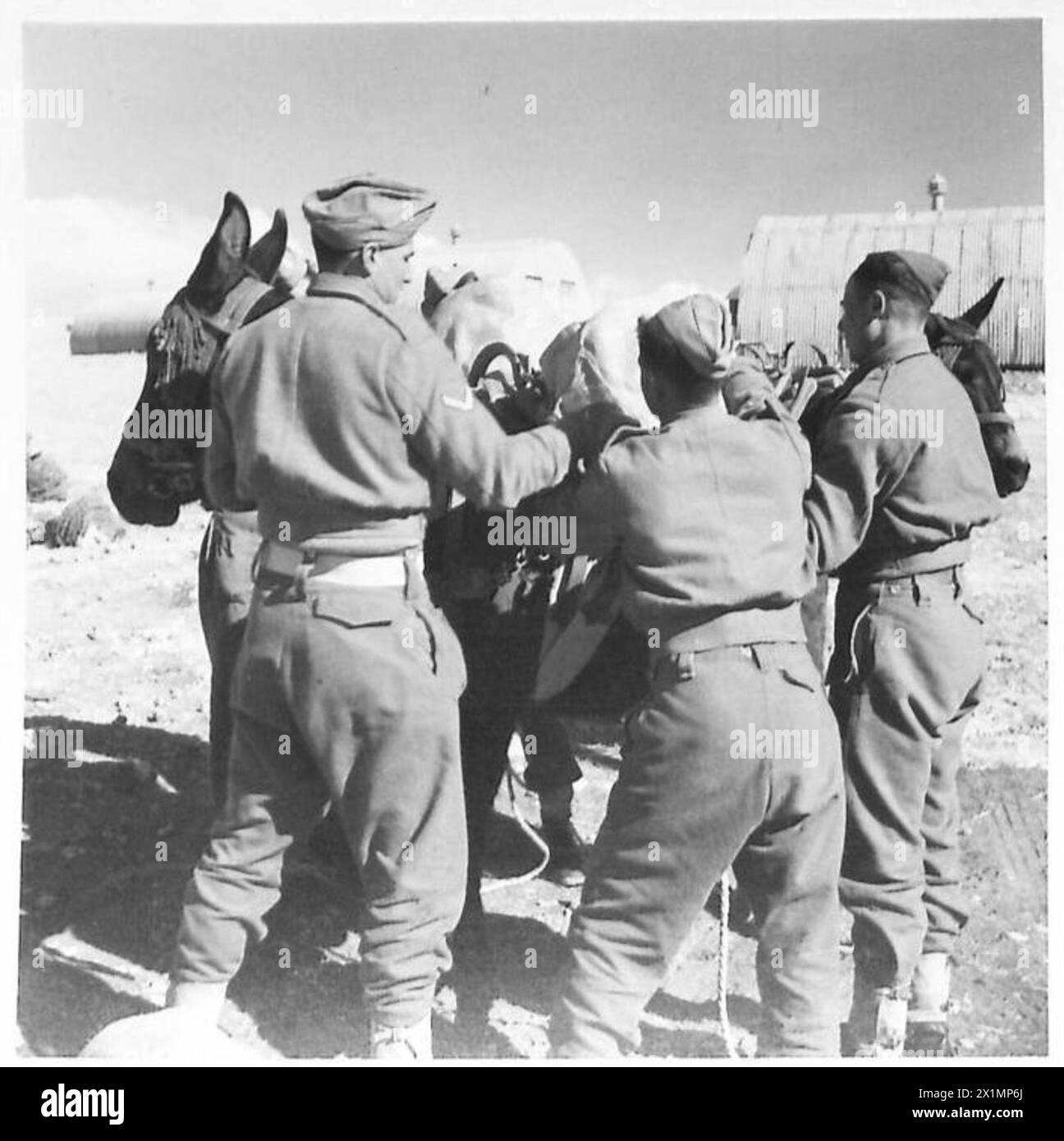CYPRIOT MULE CORPS - Cypriots loading mules with supplies for defence ...