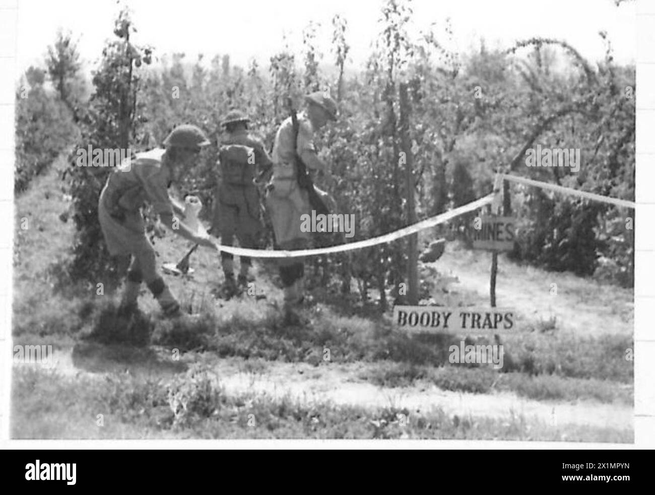 Eighth Army sappers conduct mine-clearing operations near pear trees ...