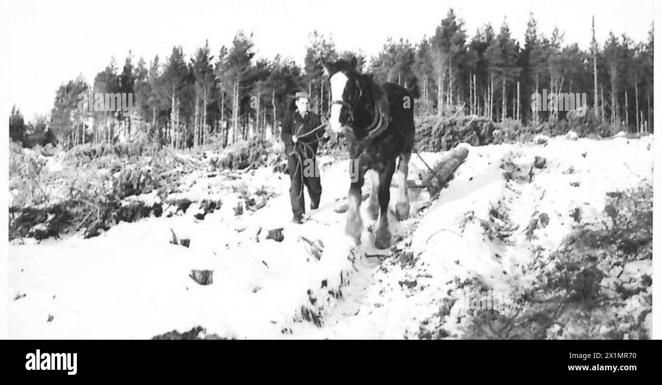 Newfoundland loggers haul timber through snow in Carbridge, Scotland ...