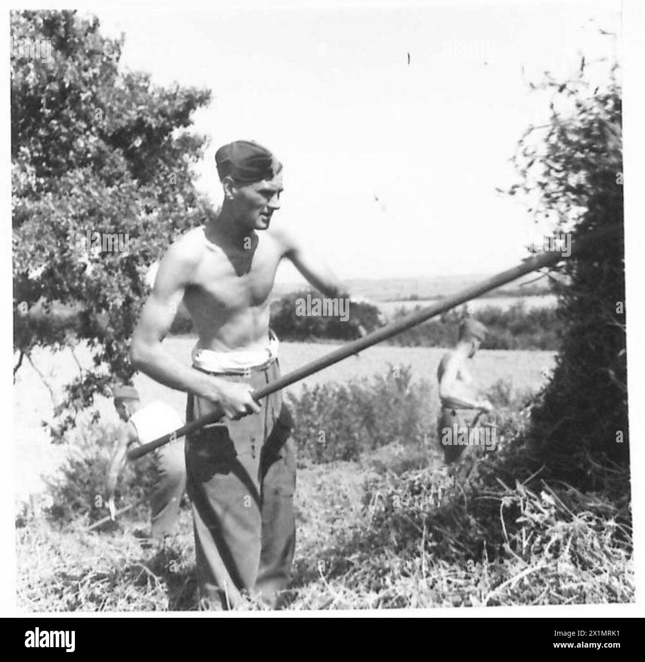 SOLDIERS HELP WITH THE HARVESTING - Pea plant being placed in position ...