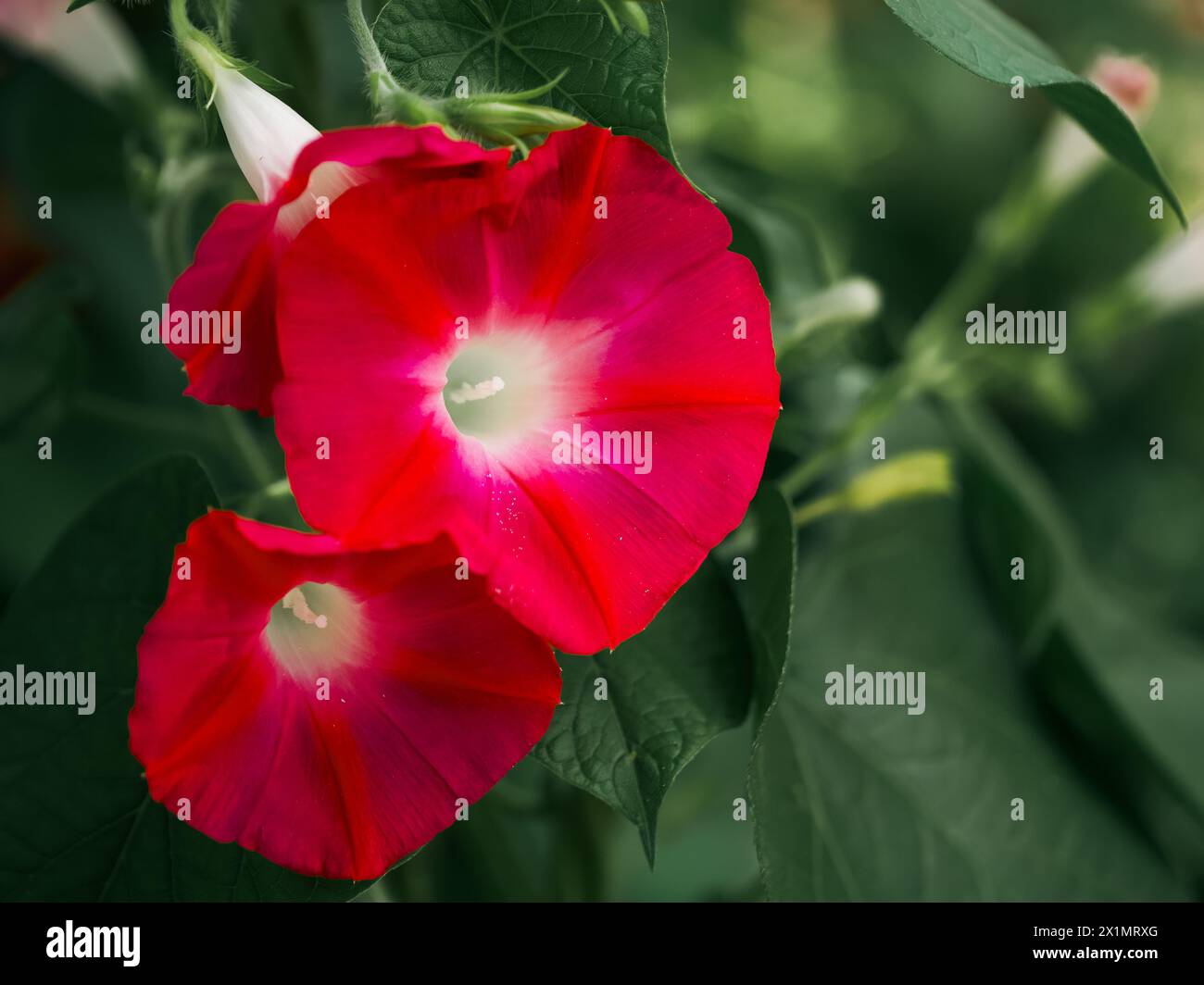 Two vibrant red flowers display hi-res stock photography and images - Alamy