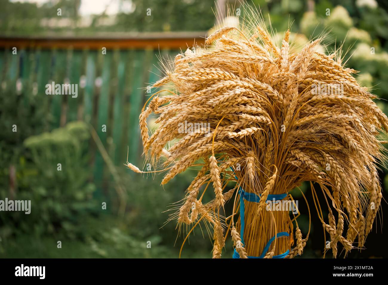 Ripe wheatsheaf bundle highlighted against lush green backdrop ideal ...
