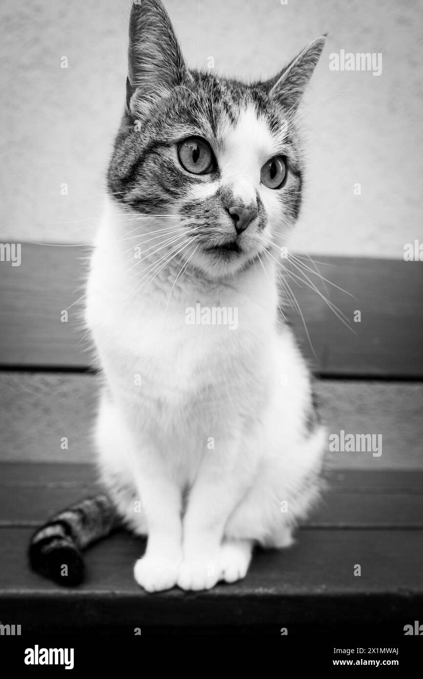 Wachtier hi-res stock photography and images - Alamy