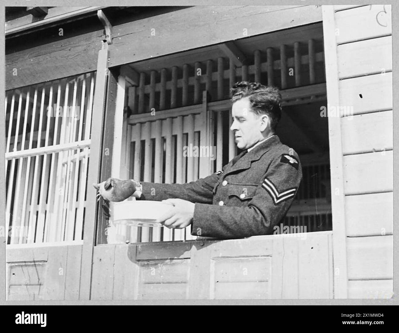 R.A.F. PIGEONS PLAY THEIR PART IN BATTLE OF ATLANTIC - 5786 [Picture ...
