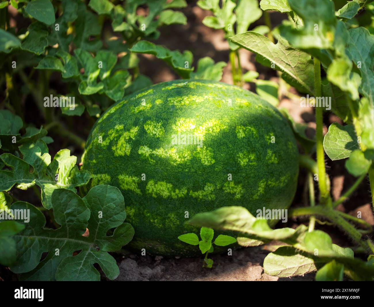 Watermelon f hi-res stock photography and images - Alamy