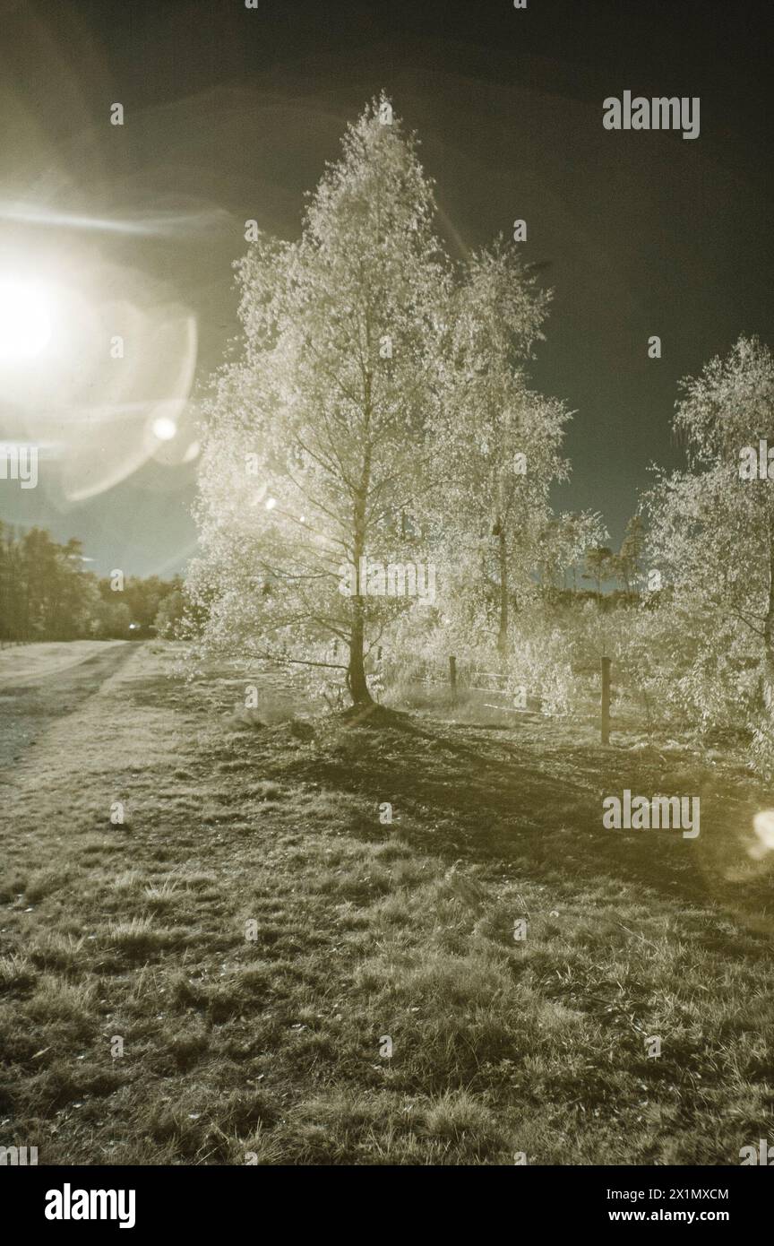 Baum sehen hi-res stock photography and images - Alamy