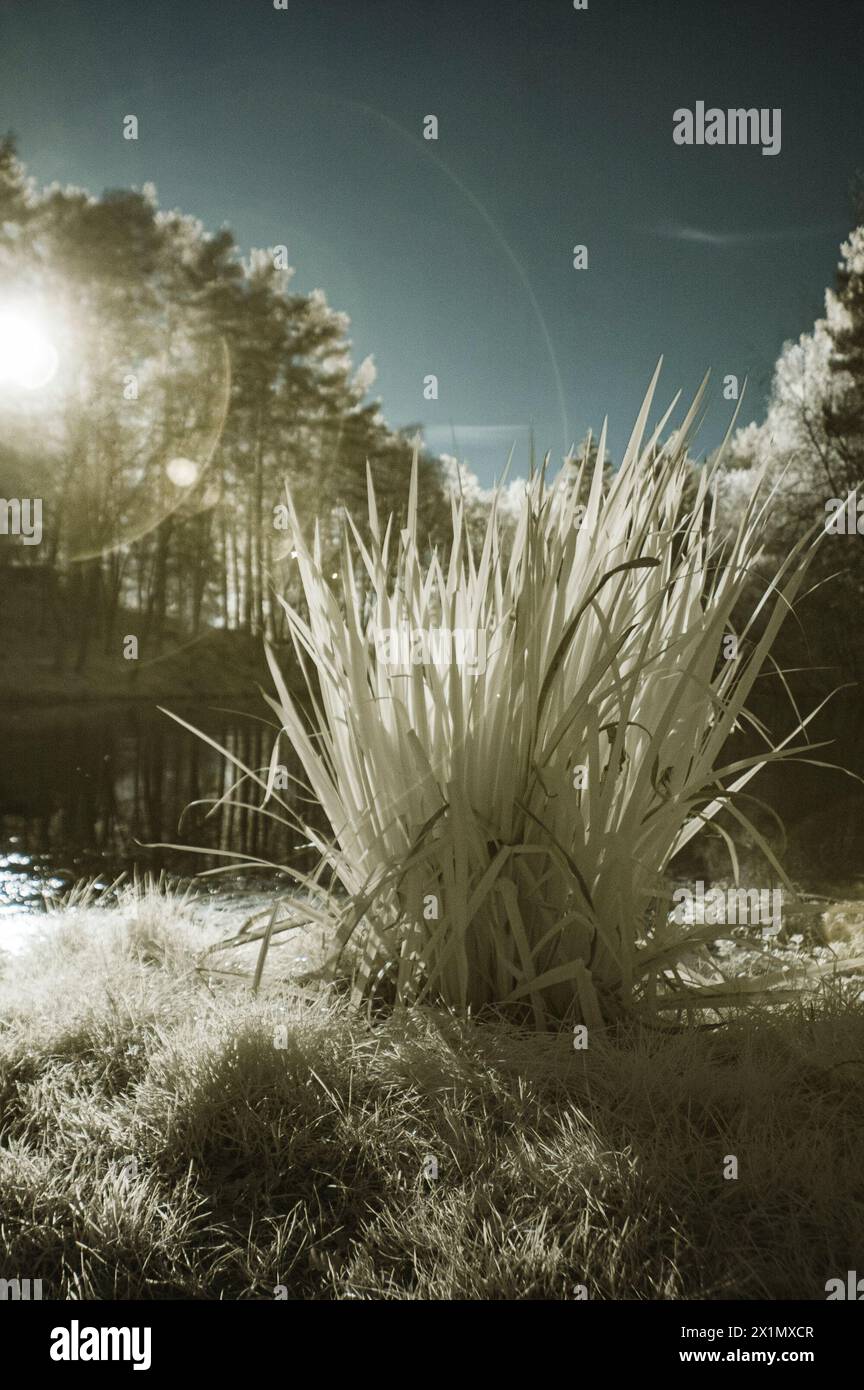 Natur und gras hi-res stock photography and images - Alamy