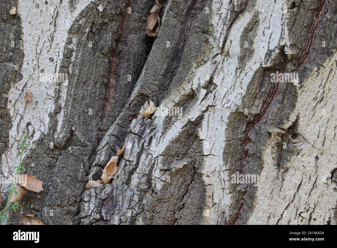 Quercus Agrifolia Variety Agrifolia, a handsome native monoecious tree ...