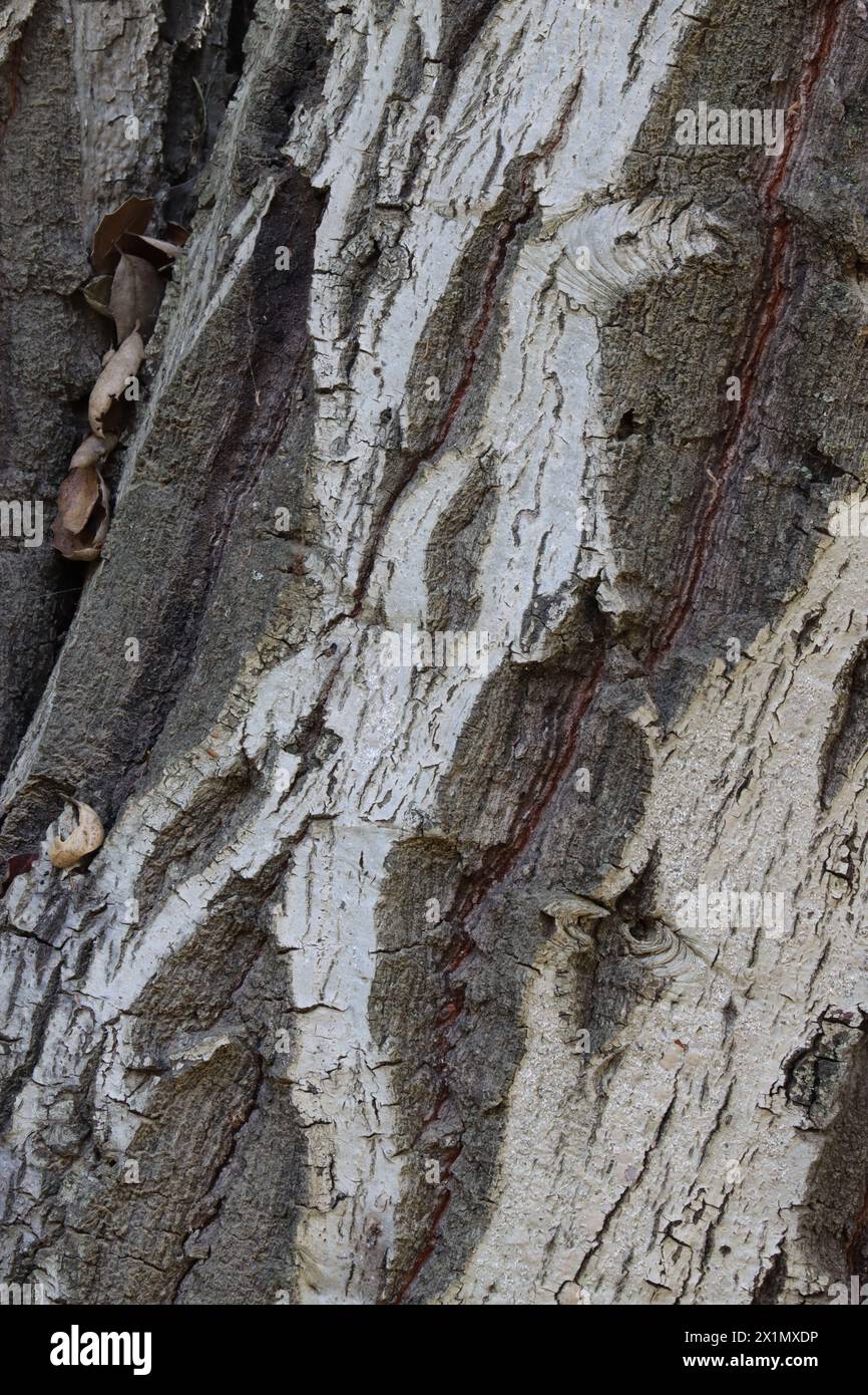 Quercus Agrifolia Variety Agrifolia, a handsome native monoecious tree ...