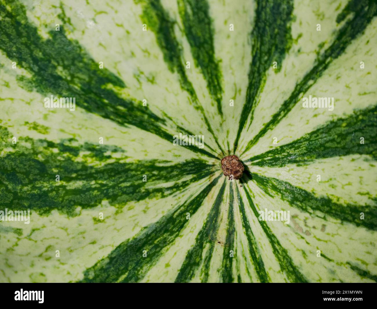 A detailed view of a watermelon showing its textured green and white ...