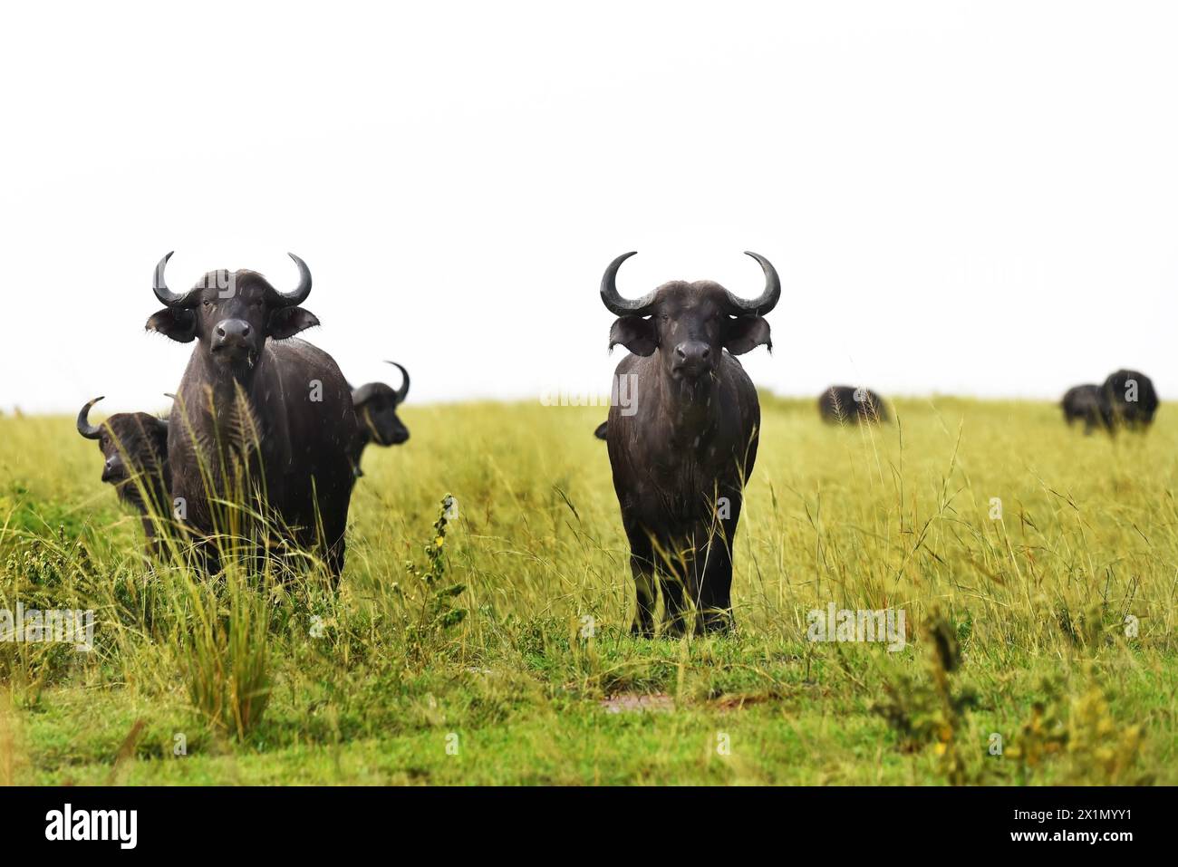 Close-up encounter: Intense gaze of two majestic buffalo in Murchison ...