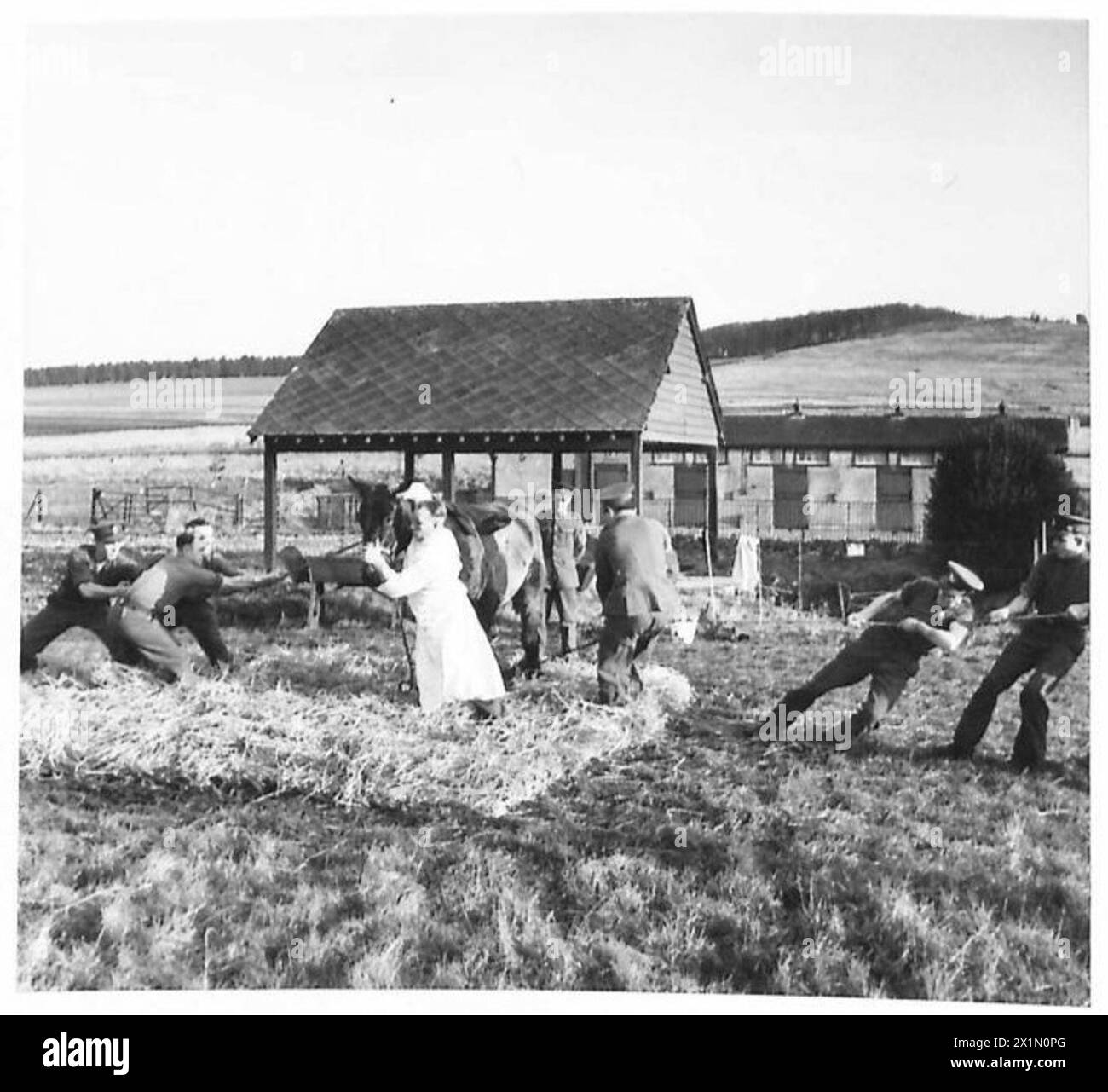 Horse restraint Black and White Stock Photos & Images - Alamy