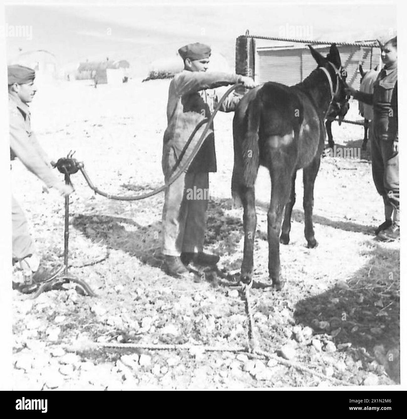 CYPRIOT MULE CORPS - Cypriots clipping the mules, British Army Stock ...