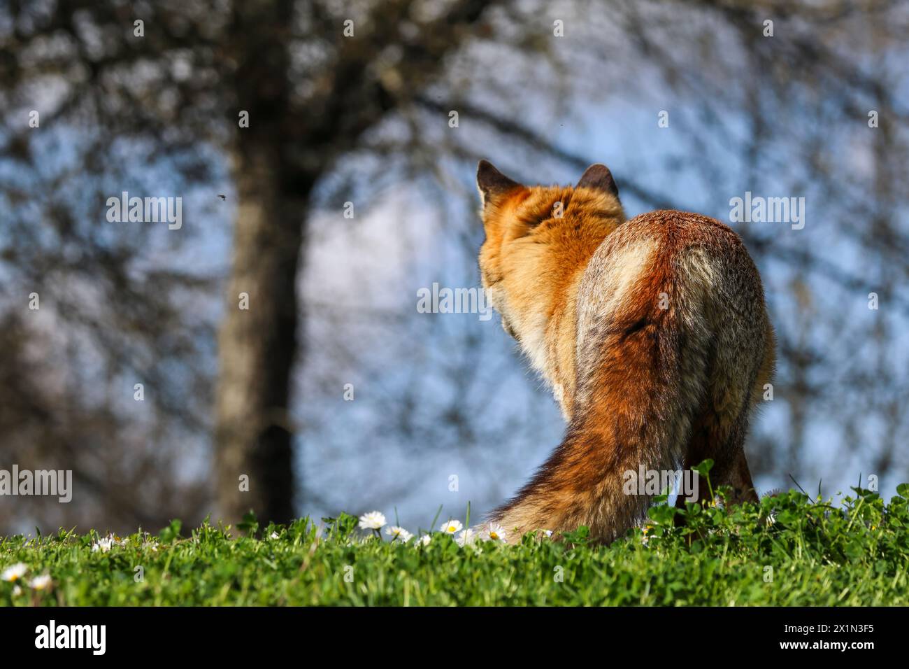 Red fox in spring among flowers, trees, pastures, woods and daisies ...