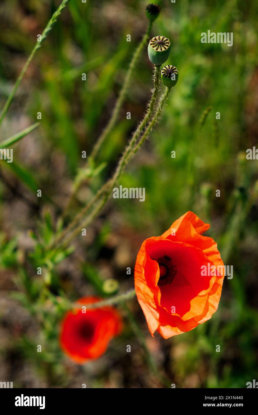 Two bright red poppies stand out amid greenery Stock Photo - Alamy
