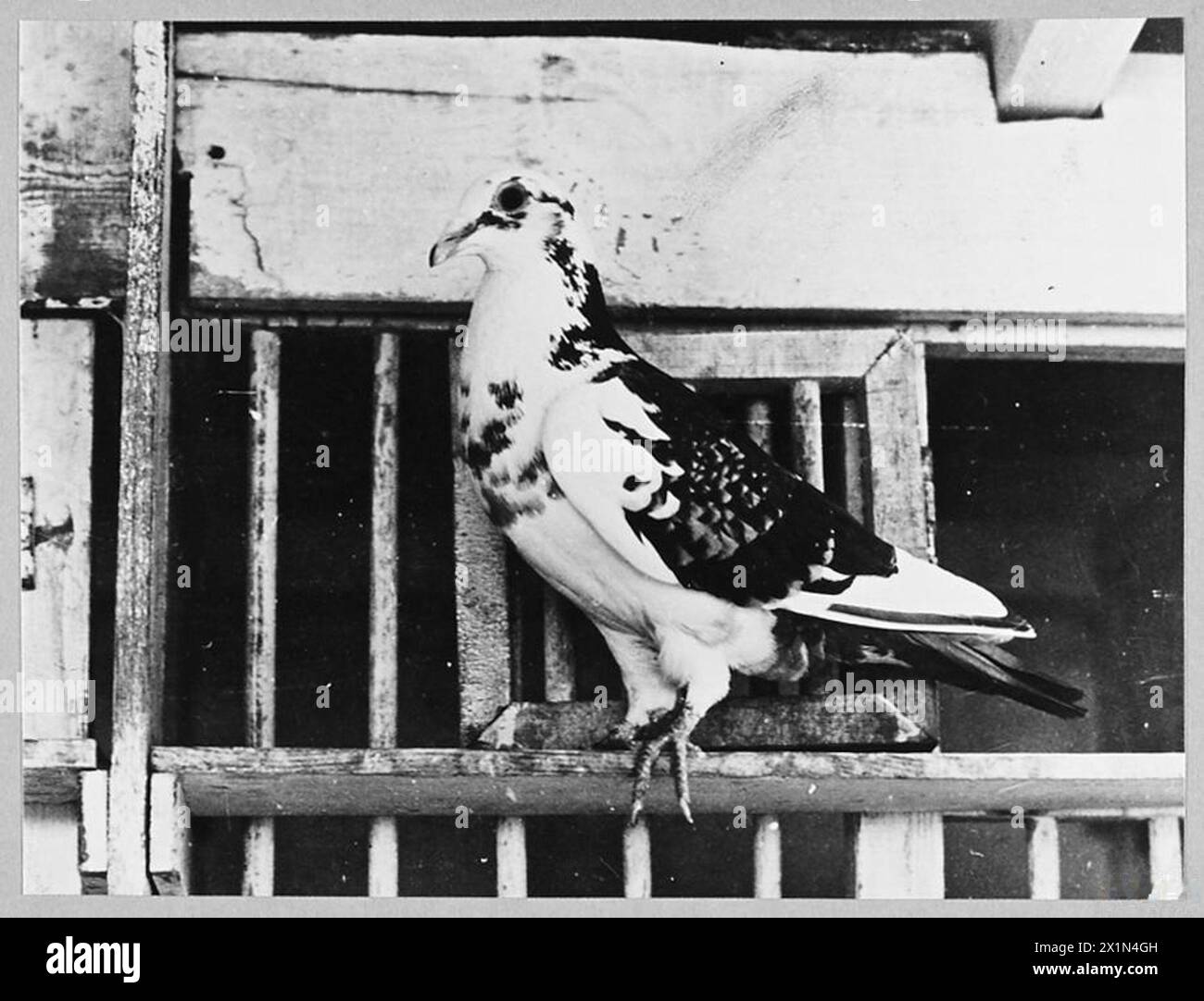 A Royal Air Force pigeon named Paddy carried D-Day news, returning from ...