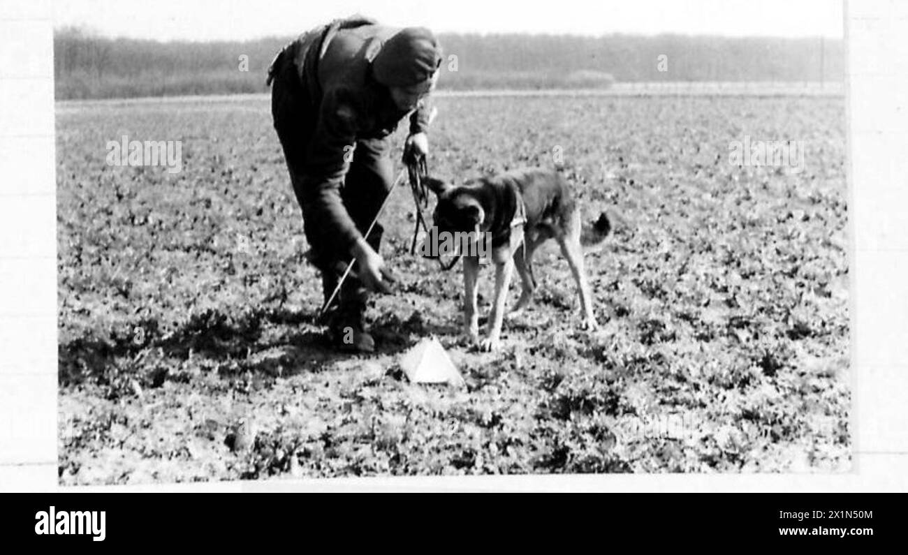 DOGS TRAINED TO DETECT MINES - The mine marked by Sapper Coates ...