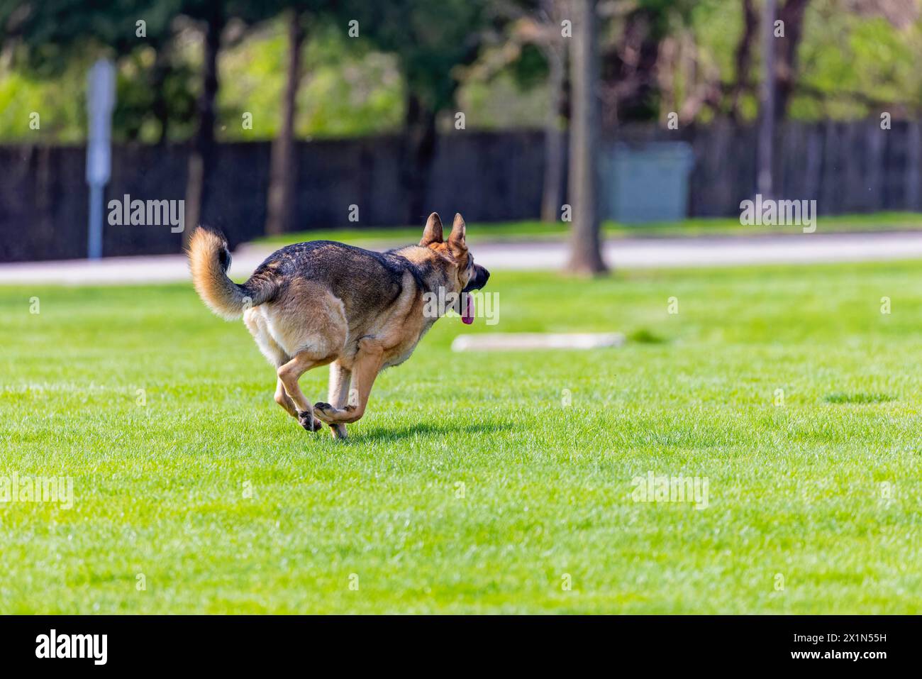 German shepherd running for a small ball Stock Photo - Alamy