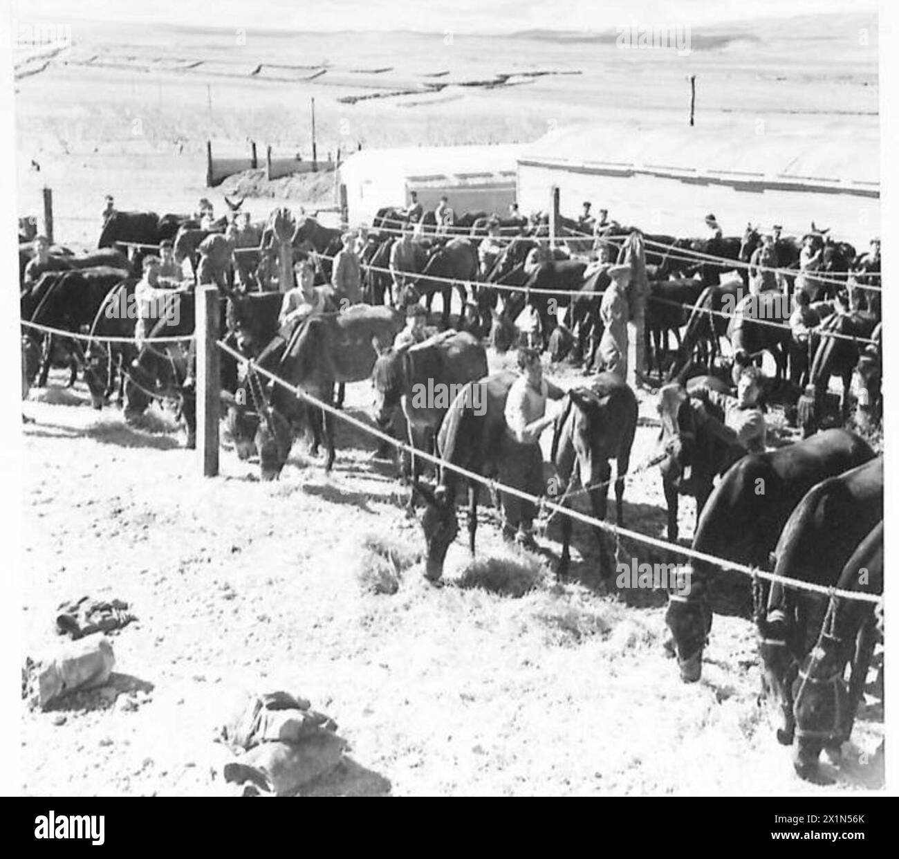 CYPRIOT MULE CORPS - Cypriots grooming their mules in the lines ...