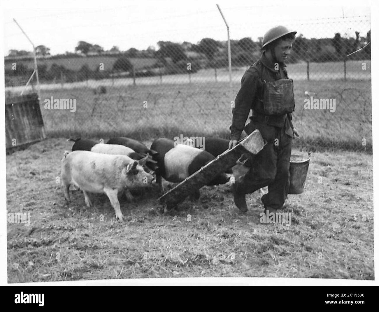 AN ANTI-AIRCRAFT FARM - The pigs following the gunner who looks after ...