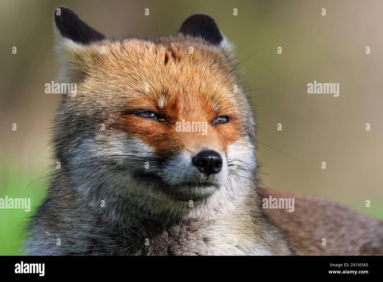 Red fox in spring among flowers, trees, pastures, woods and daisies ...