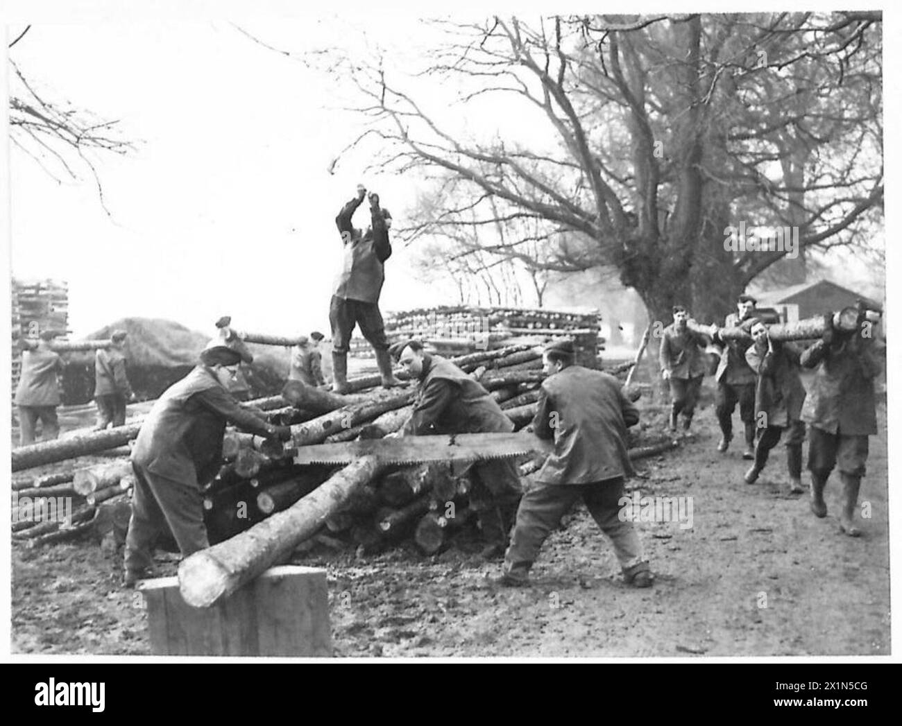 AN ARMY TIMBER YARD - Logs being sawn into lengths ready for the saw ...