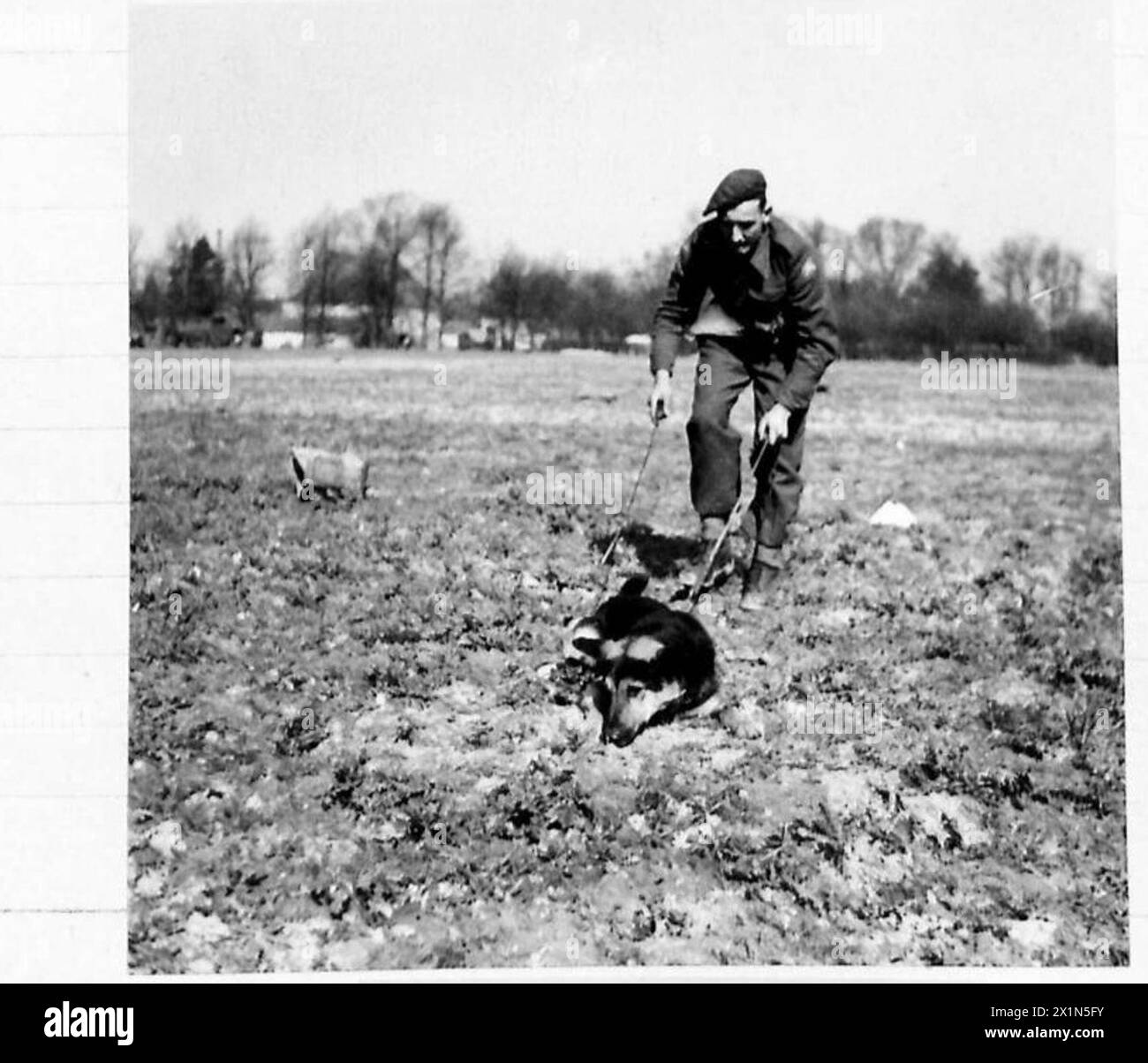 DOGS TRAINED TO DETECT MINES - "Wolf" finds a mine, Sapper Coates ...