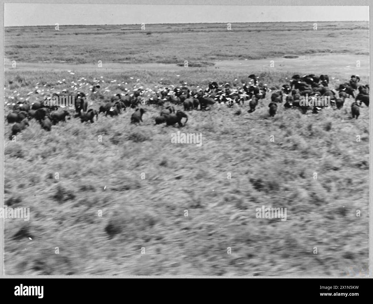 BOAC aircraft flying south from Cairo pass over the Bor Herd of ...