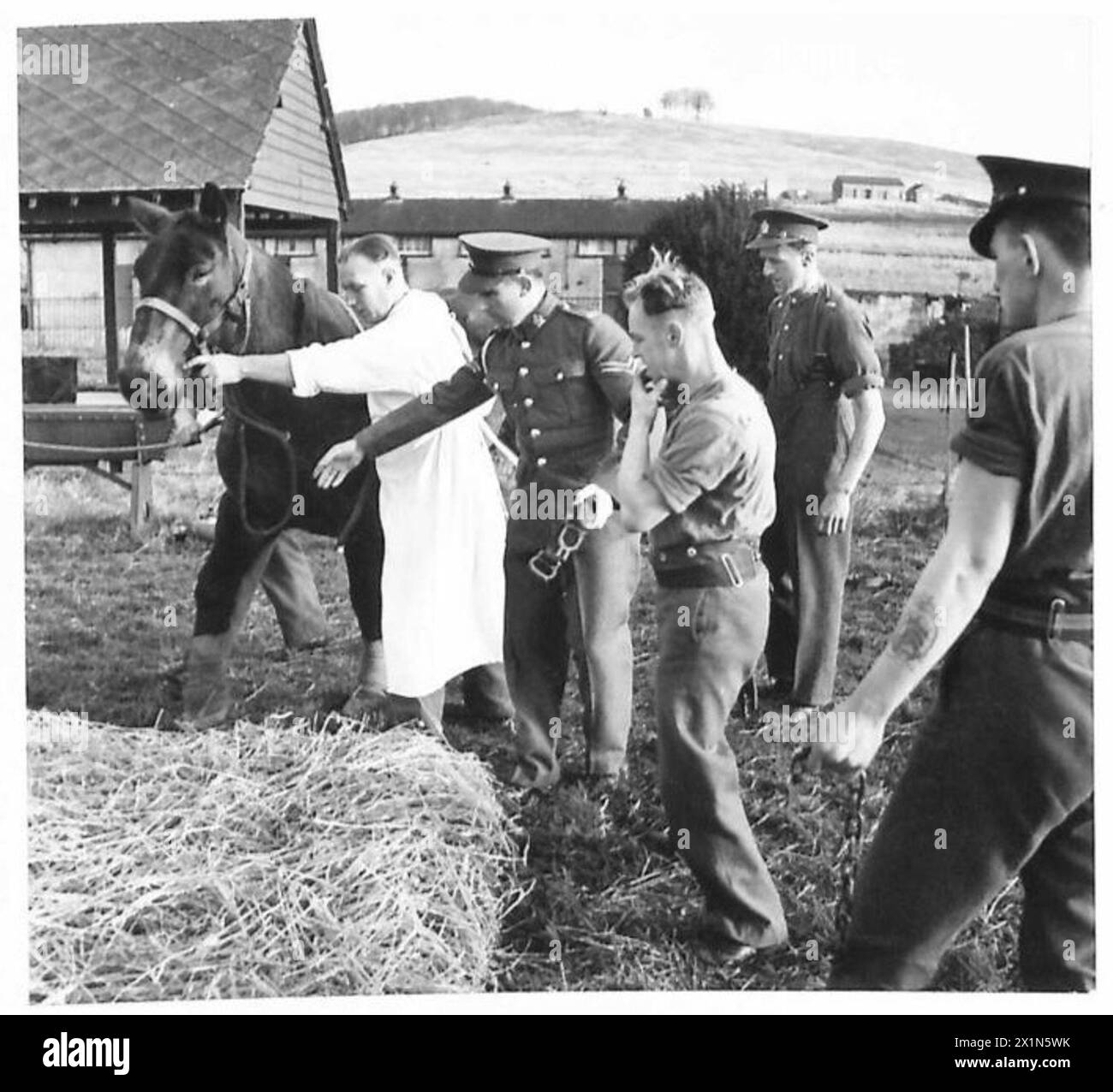A horse is guided to an operating table set on a tidy platform with ...