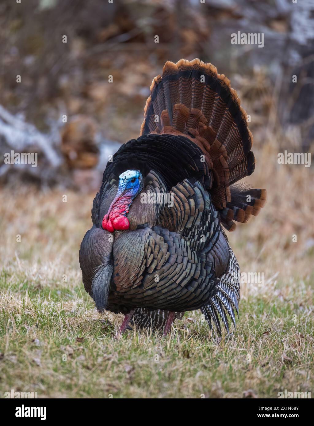 Tom turkey strutting on an April evening in northern Wisconsin Stock ...